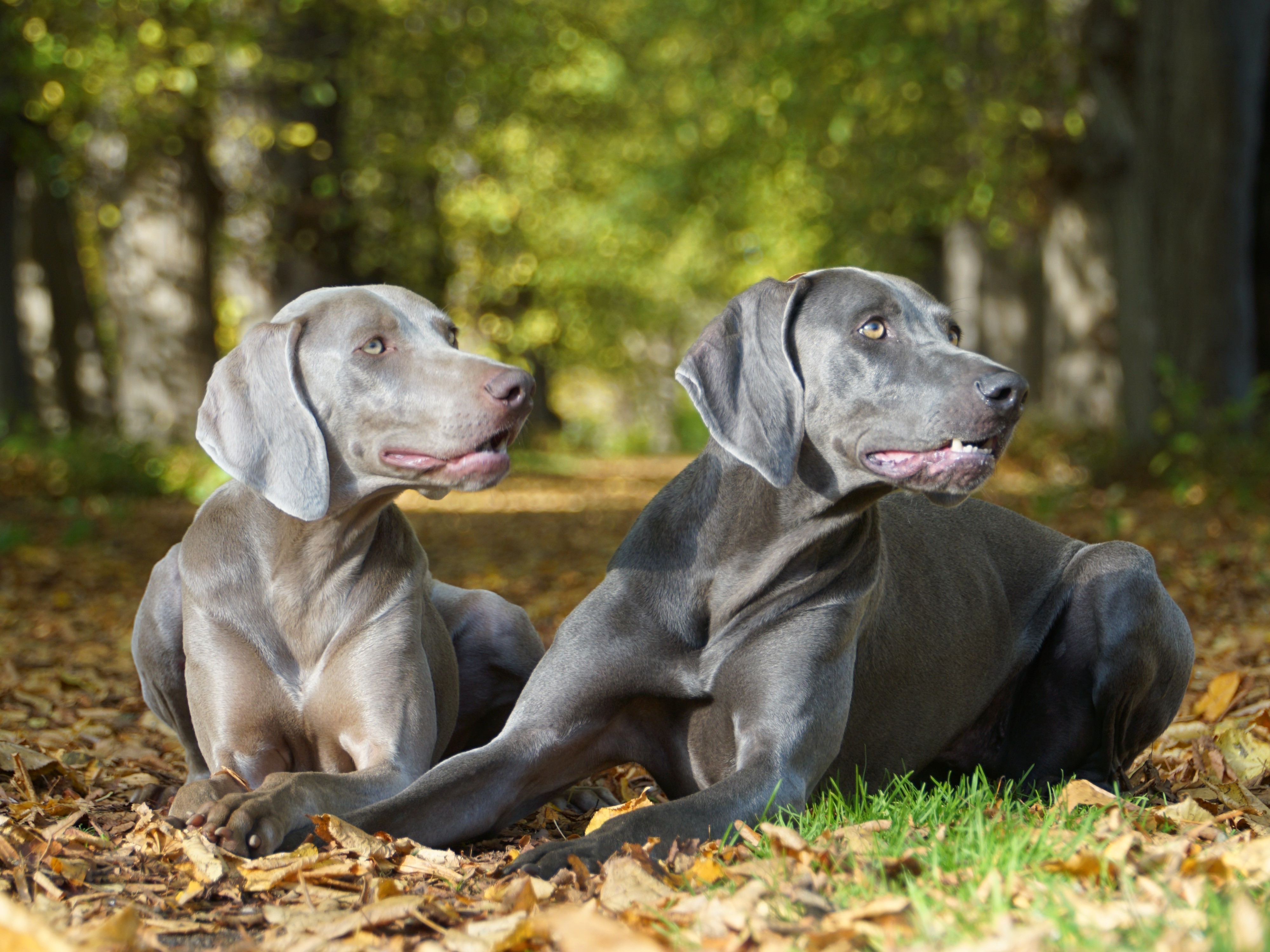 Weimaraner von den Salzwiesen - Rasseportrait