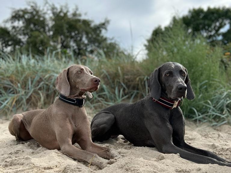 Weimaraner von den Salzwiesen - Rasseportrait