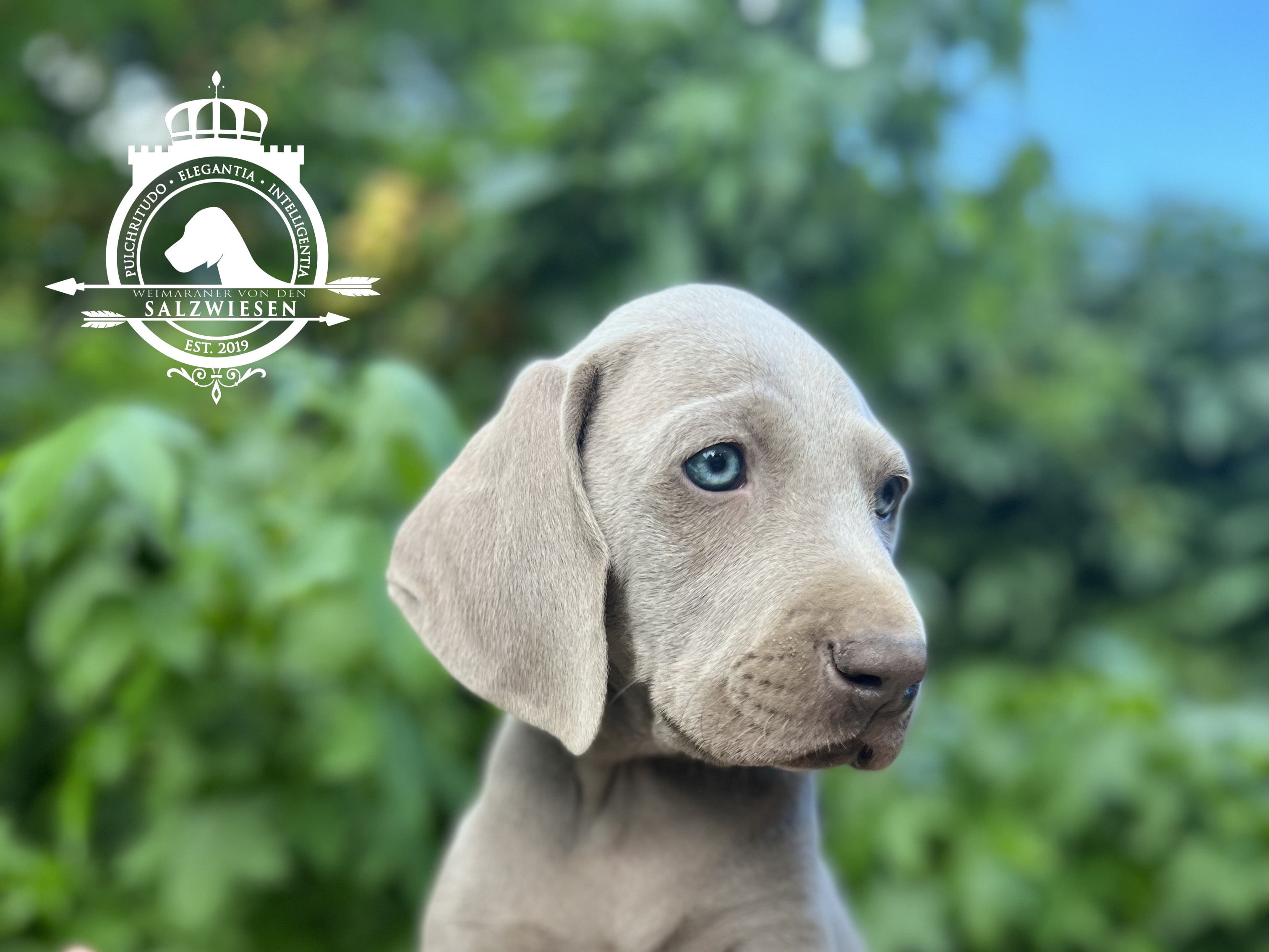 Weimaraner von den Salzwiesen - Unsere Welpen